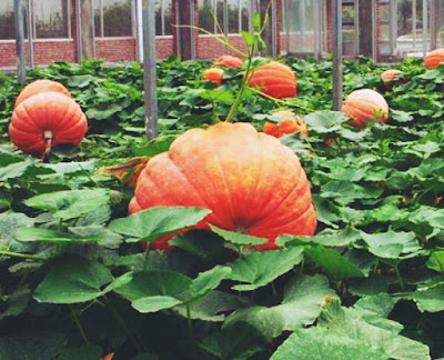 Langkah Menanam Labu Yang Baik Serta Benar | Pertanian & Perkebunan