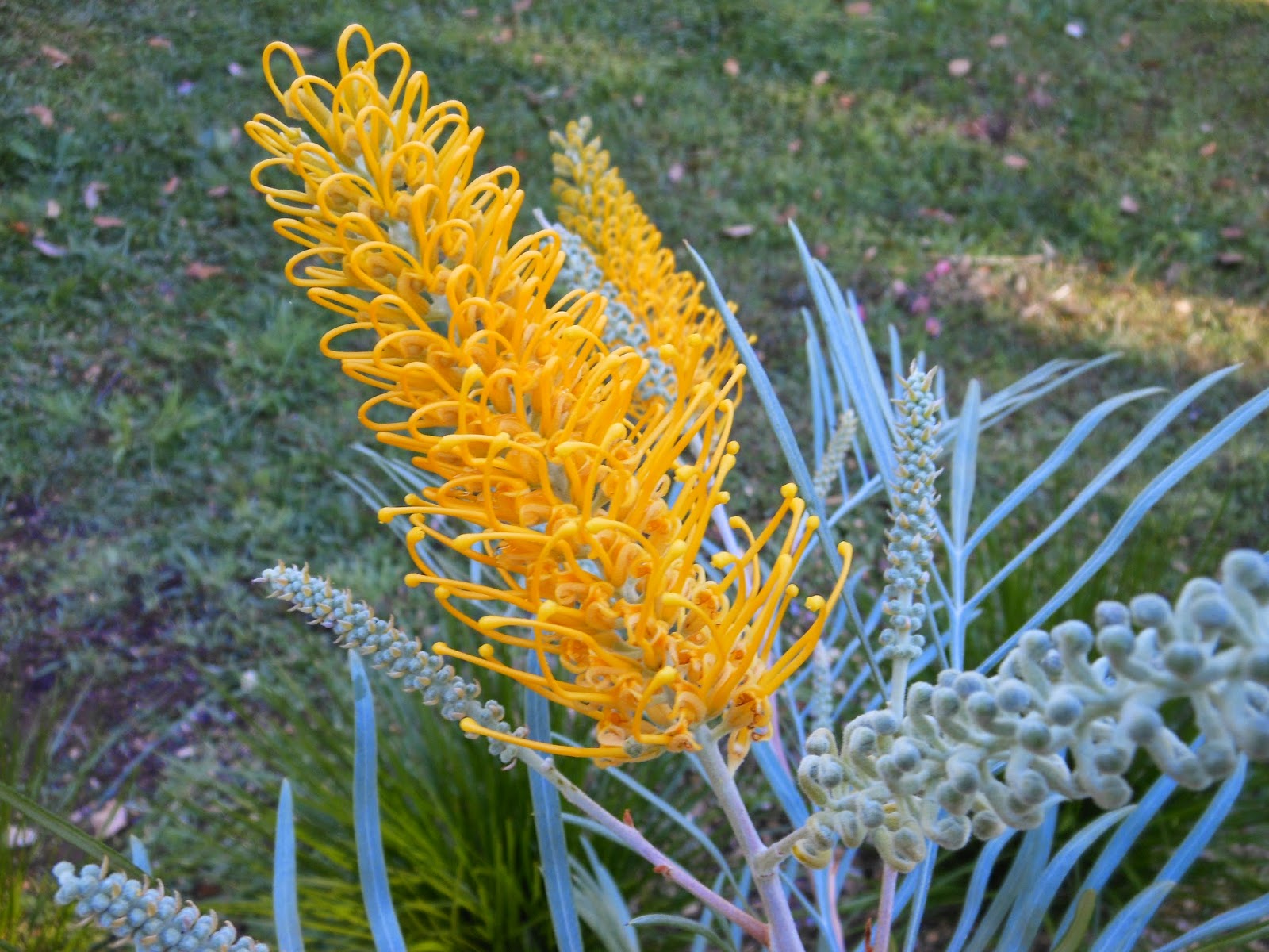 Leon's Garden Photos: Grevillea Bush Lemons
