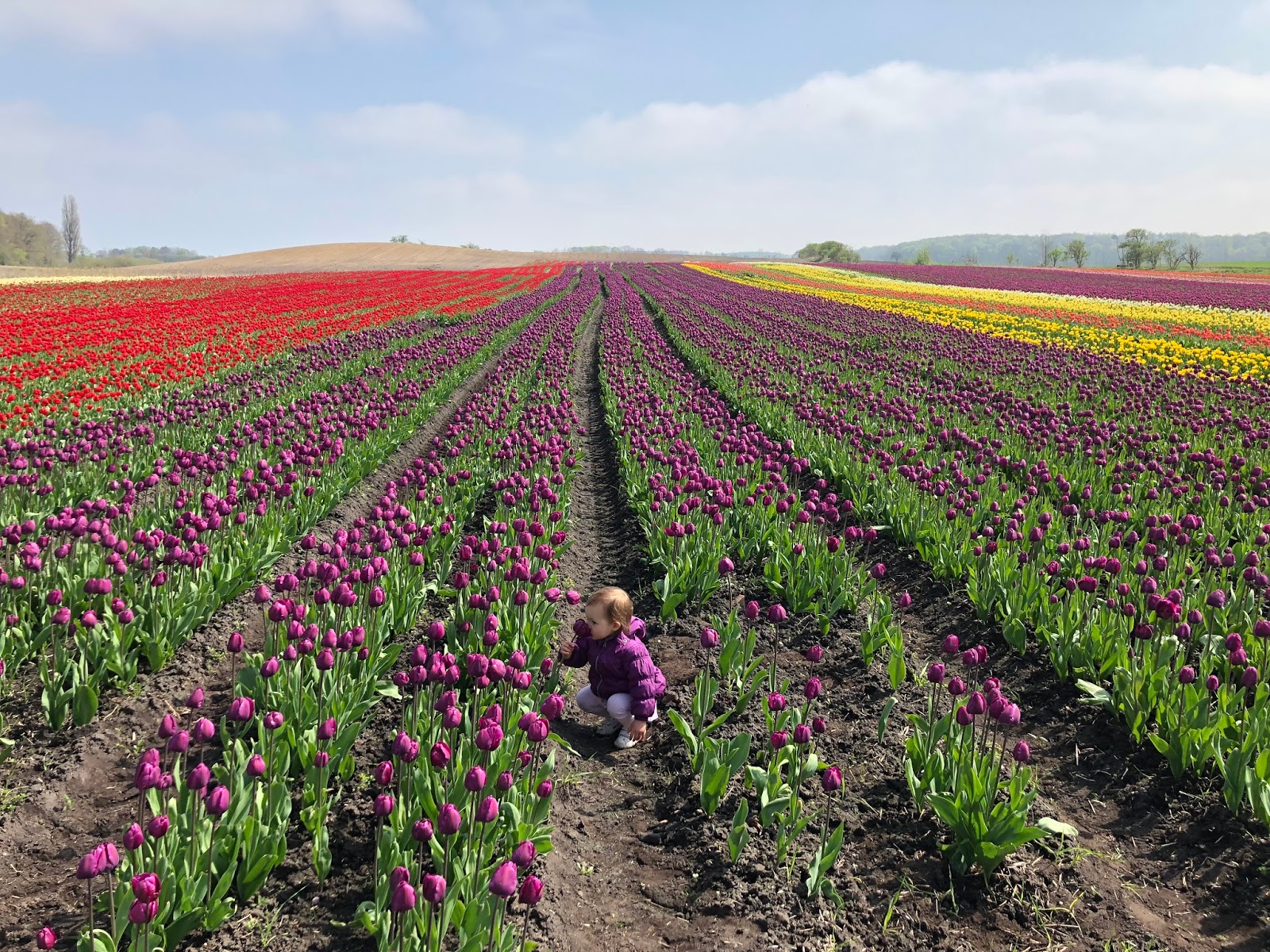 Family FECS: Blooming Tulip Fields in Denmark