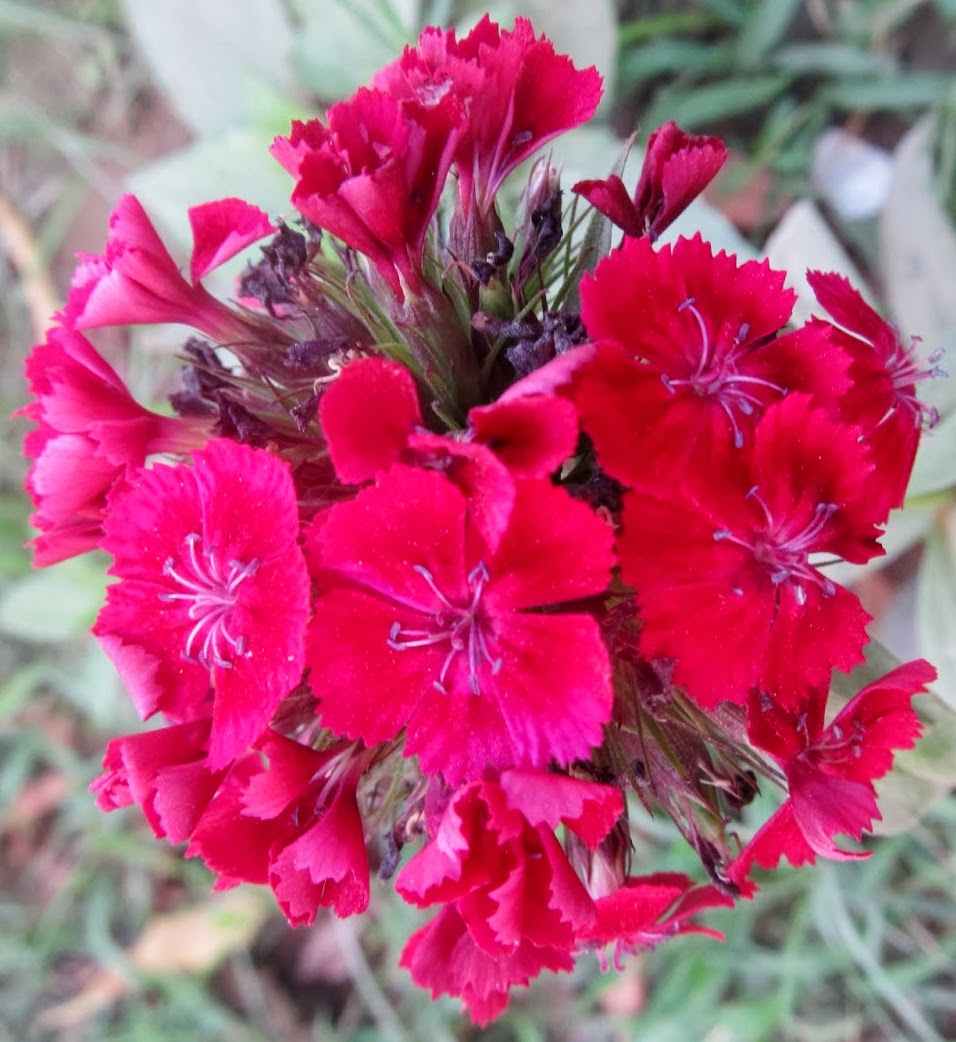 NATURAL & UNIQUE PHOTOGRAPHY: SWEET WILLIAM FLOWER