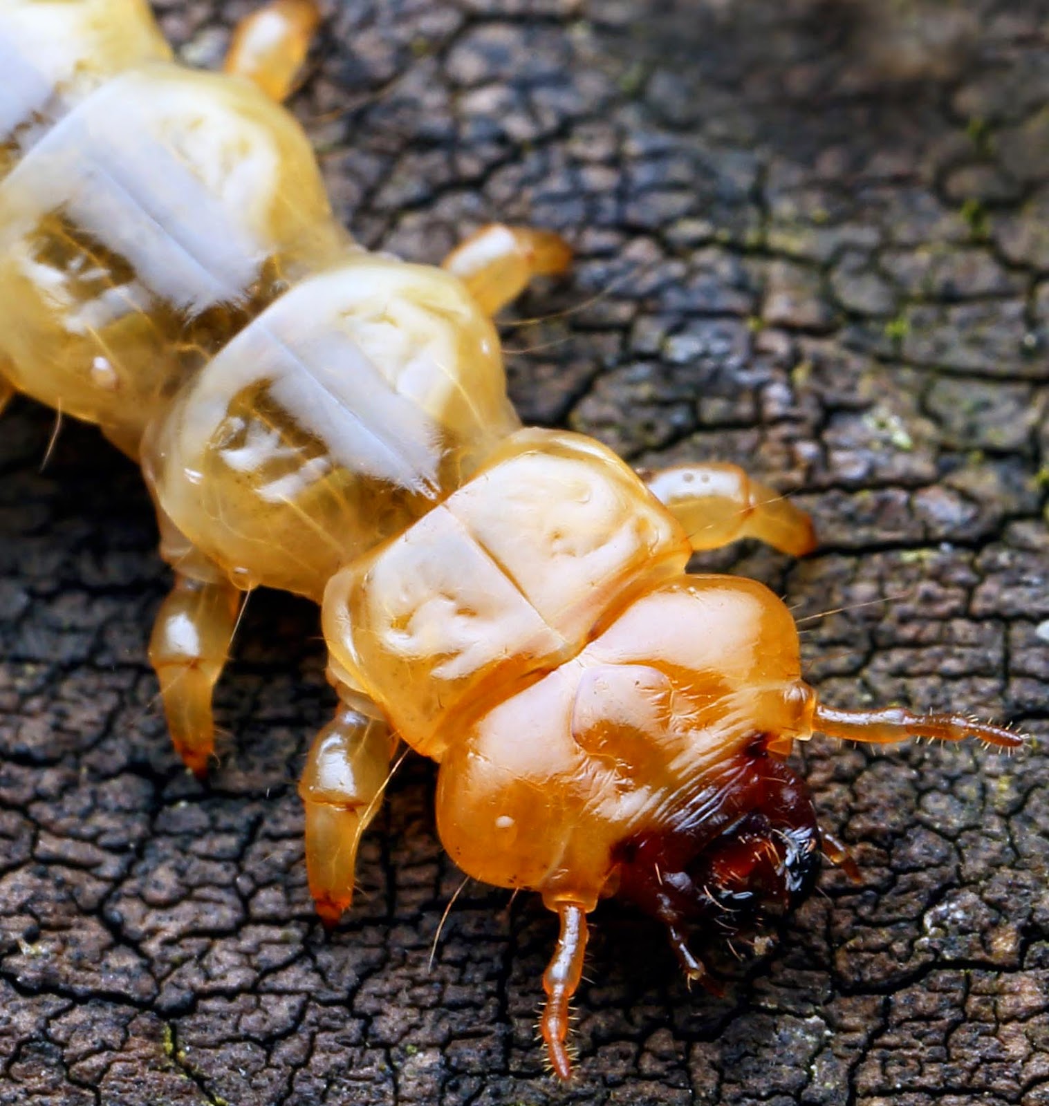 JJ's Photographic nature blog: What has no legs and moves by flexing ...