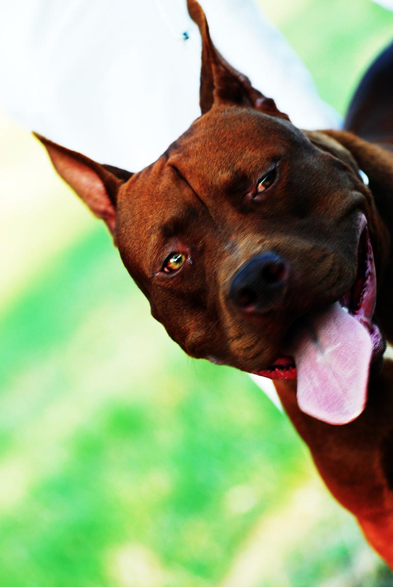 Doggy doggy | Trails of Light | Elisabetta Gazziero photographer