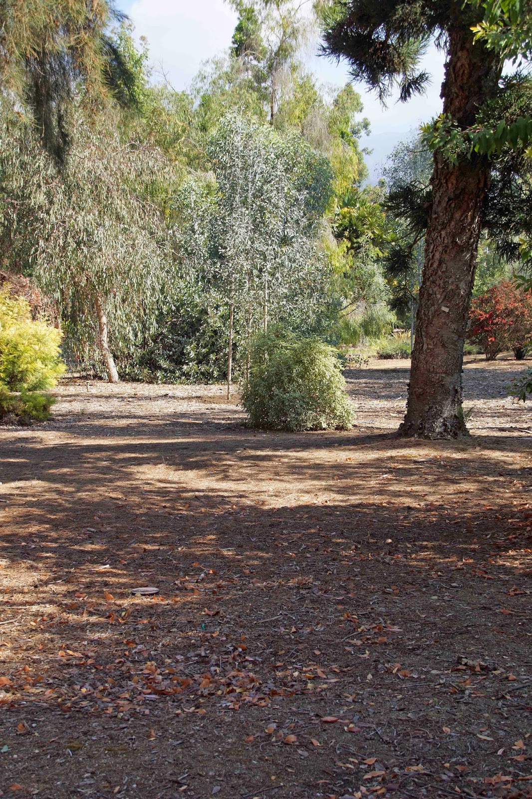 LA Arboretum's Australian Forest