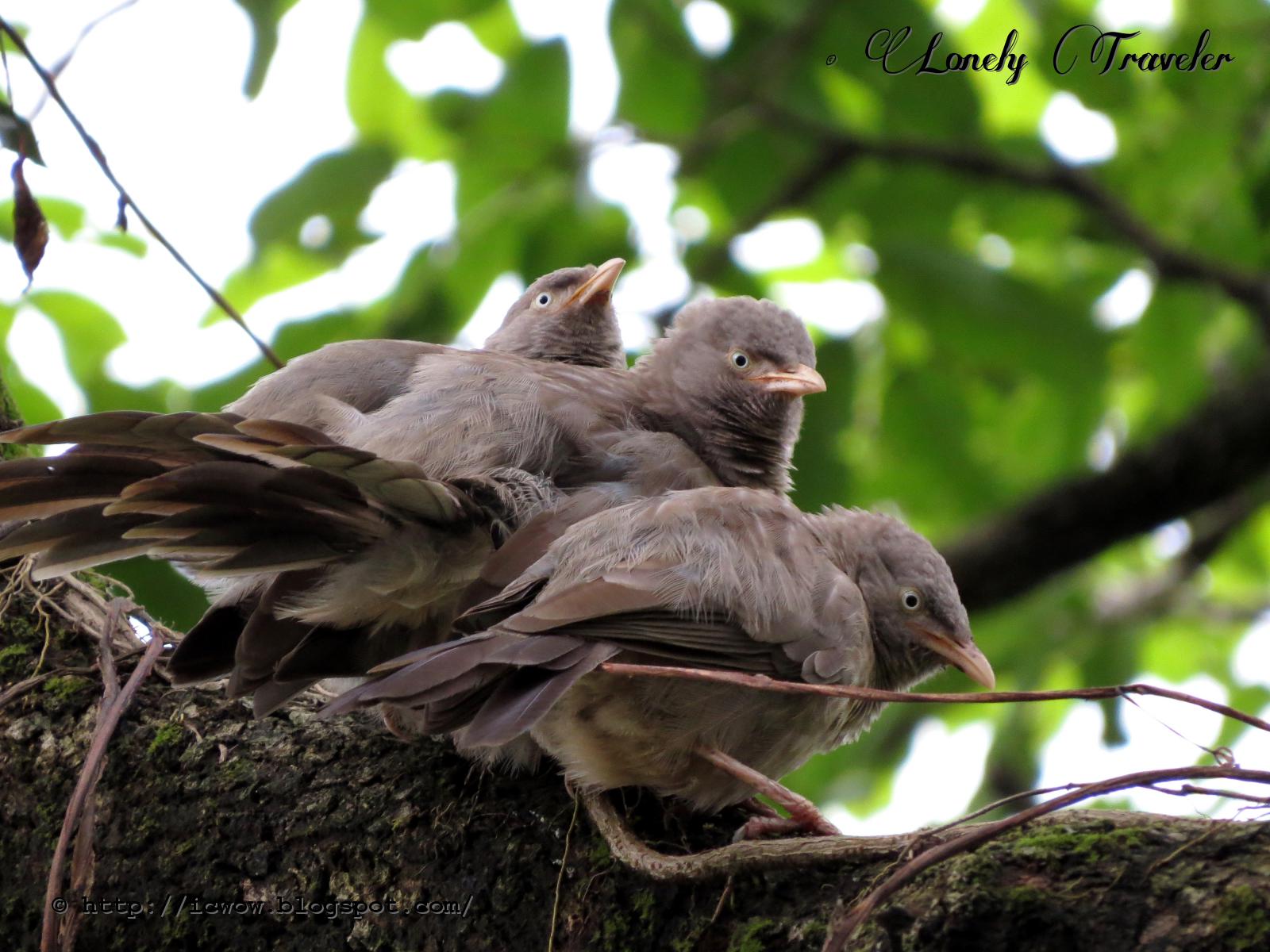 Jungle babbler - Turdoides striata