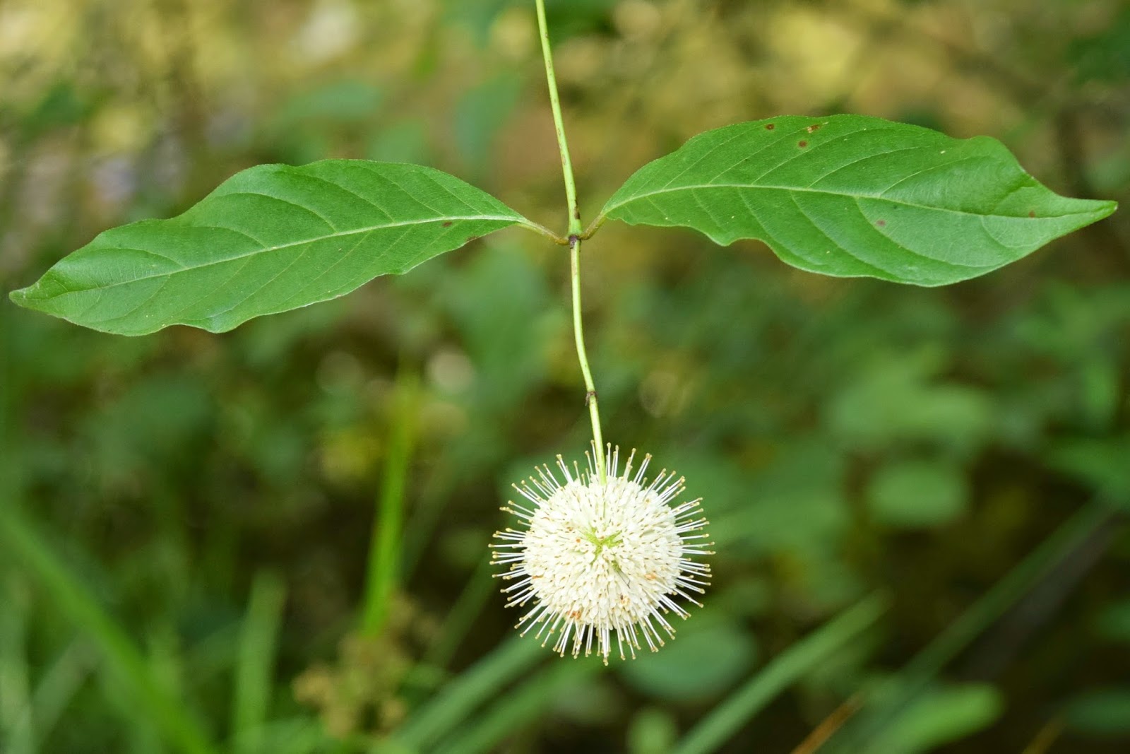 Using Georgia Native Plants: Buttons, Butterflies and Bees