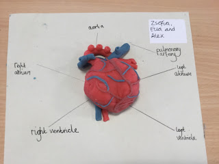 Windhill21: Year 6 Science - The Anatomy of a Heart