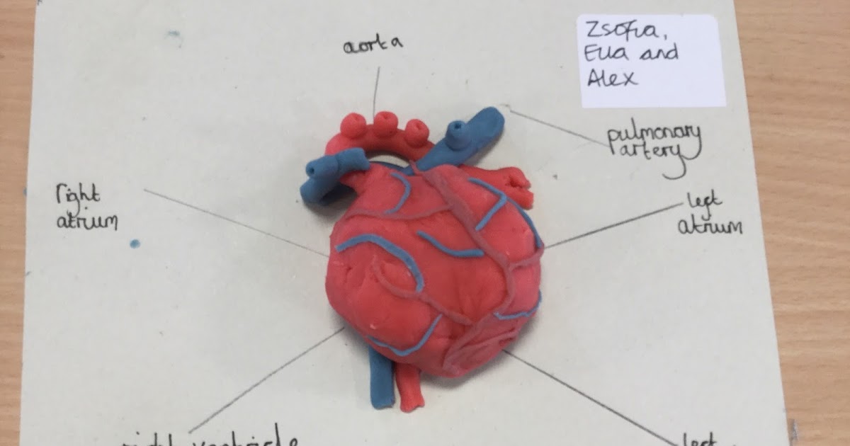 Windhill21: Year 6 Science - The Anatomy of a Heart