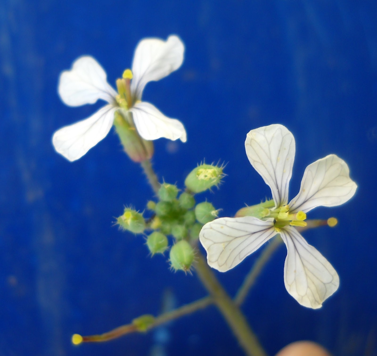 HORTA À PORTA: RAPHANUS SATIVUS, (RABANETE) A FLOR