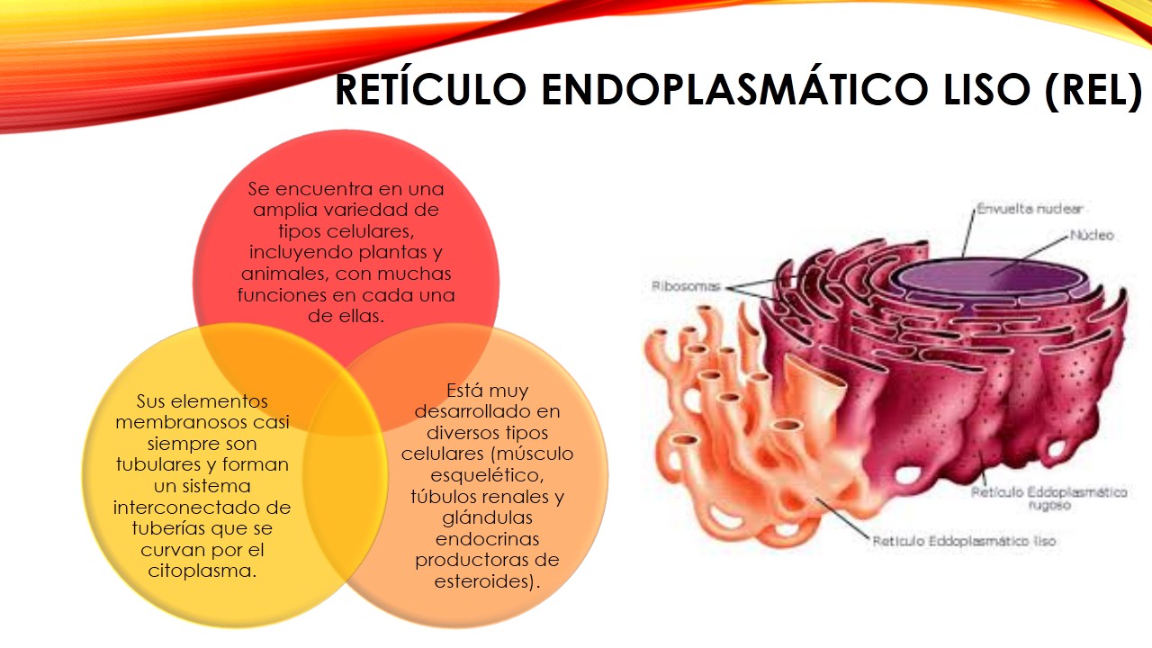 BIOLOGIA CONTEMPORANEA 2019: RETÍCULO ENDOPLASMÁTICO LISO Y RUGOSO