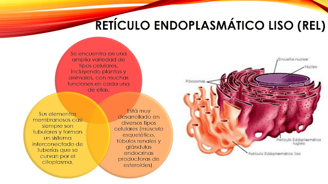 BIOLOGIA CONTEMPORANEA 2019: RETÍCULO ENDOPLASMÁTICO LISO Y RUGOSO