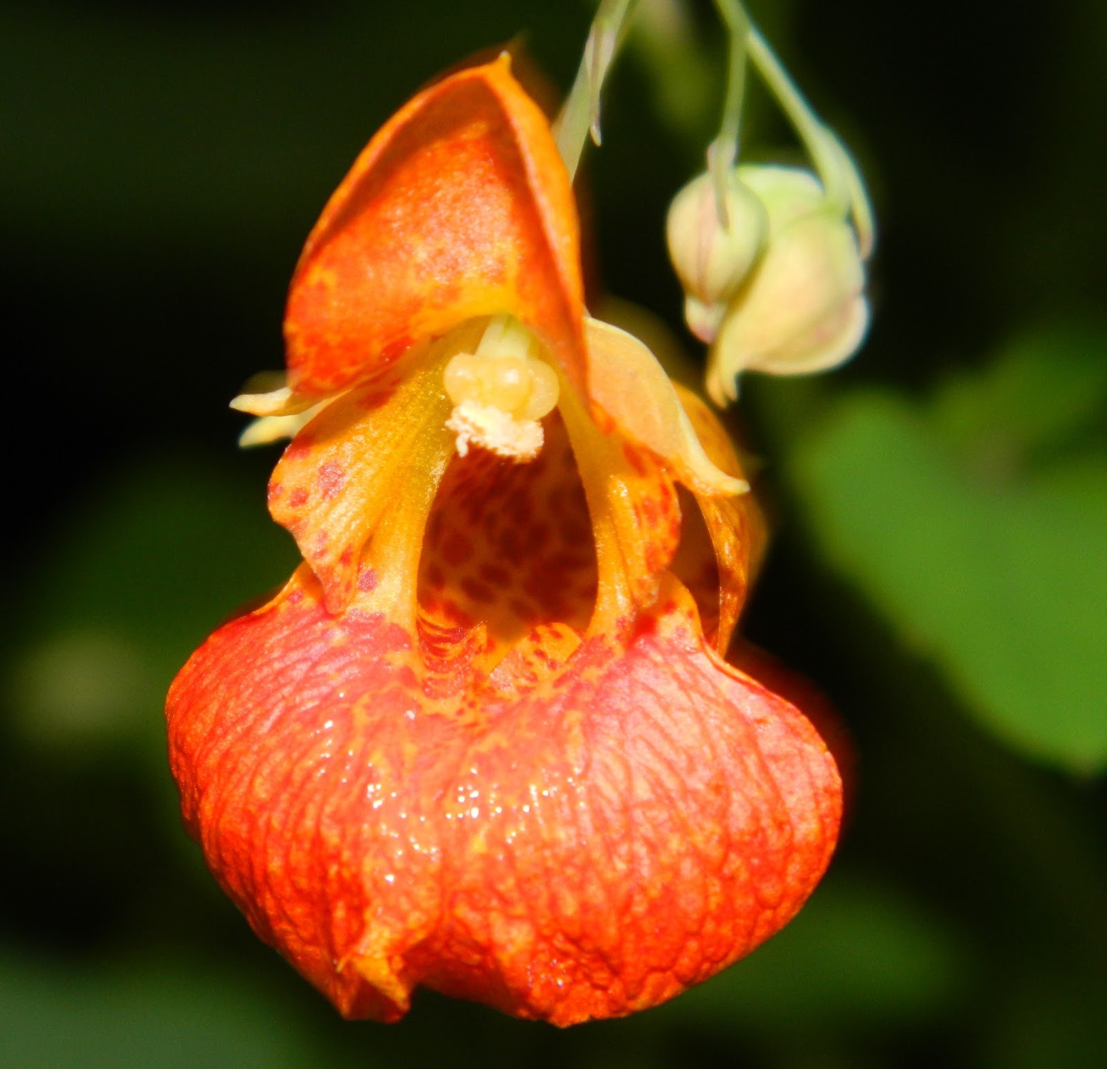 Lise's Log Cabin Life: The Exquisite Jewelweed Bloom
