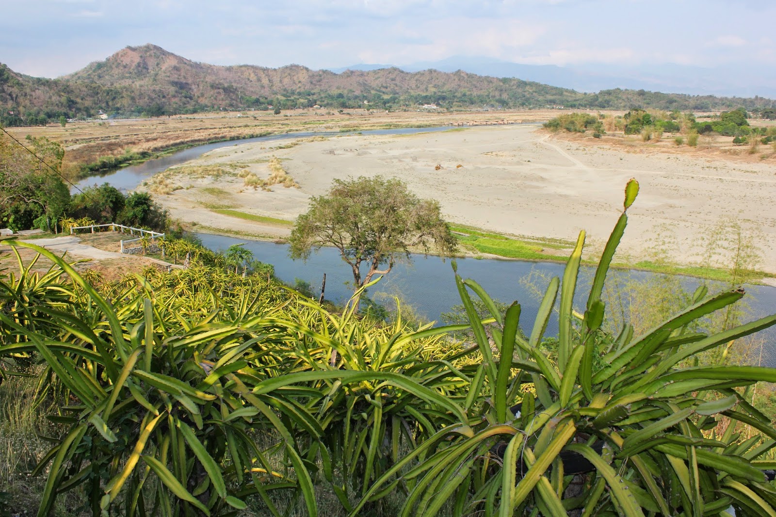Jerome Doe: Sidetrip: Dragon Fruit Farm in Sarrat, Ilocos Norte