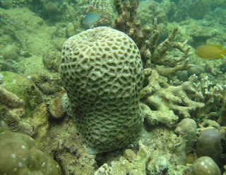 Jenis-Jenis Terumbu Karang: Favia veroni