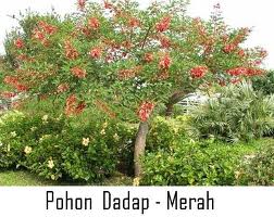 tukang taman: pohon dadap merah|jual pohon dadap merah