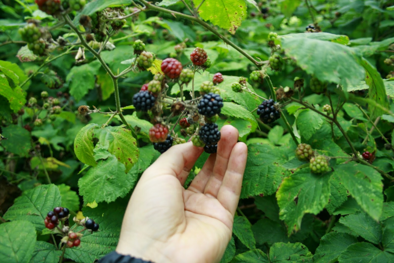 Cultiver avec les Ronces.