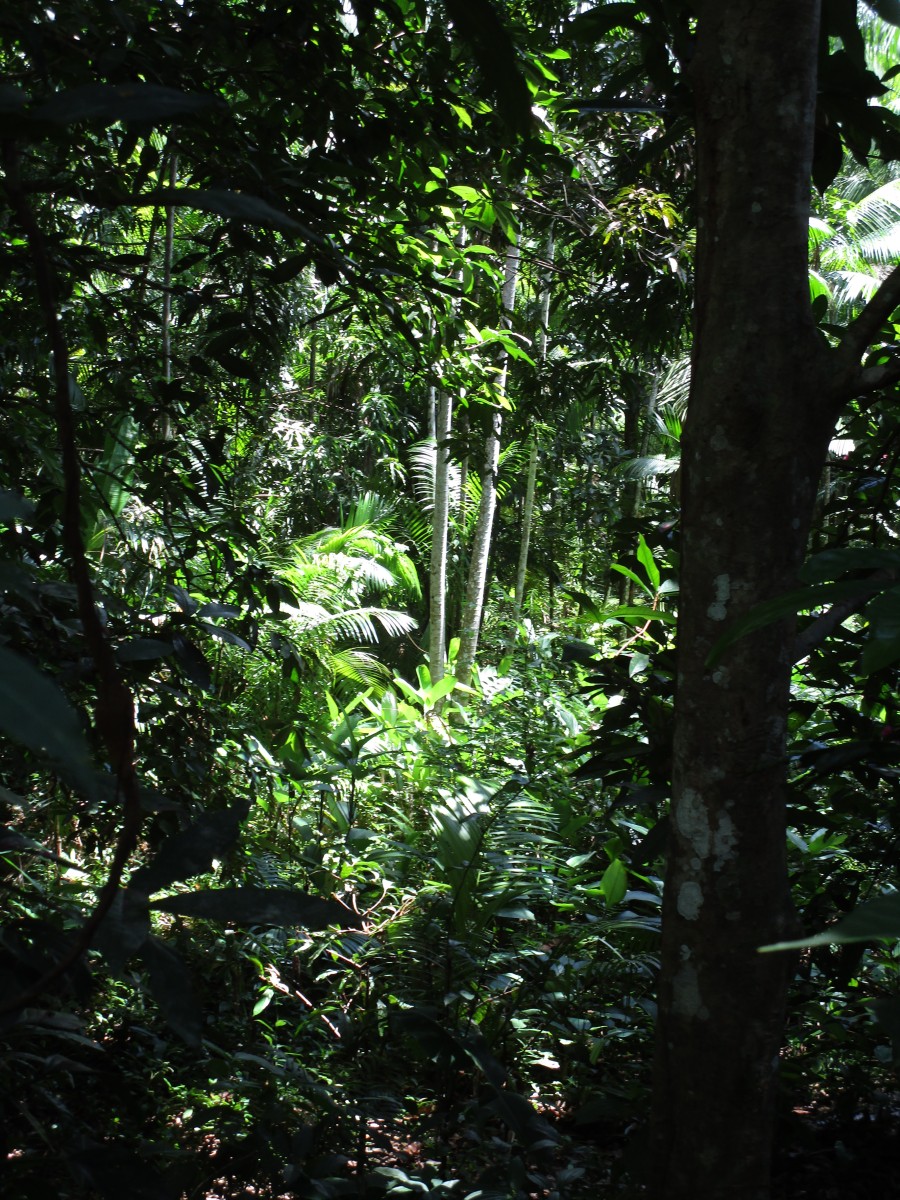 Jehuite: ¿Sabes cómo reconocer una selva tropical?