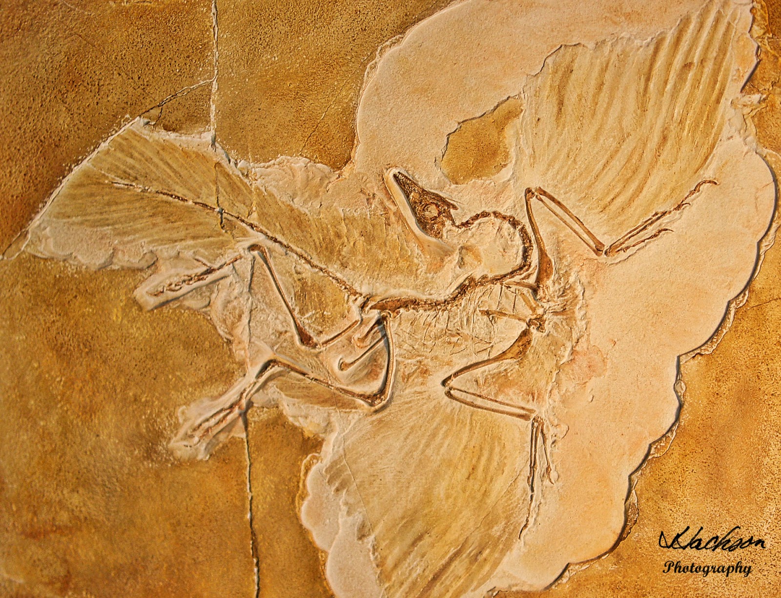 Solnhofen- A fossil collectors paradise