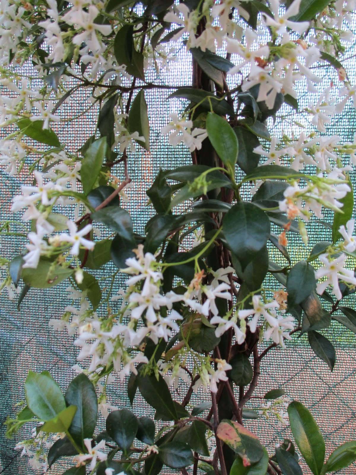 La Mar de VeRde: JASMINUM OFFICINALE O JAZMIN COMUN