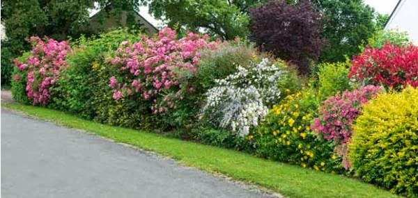 Pépiniere Gromolard