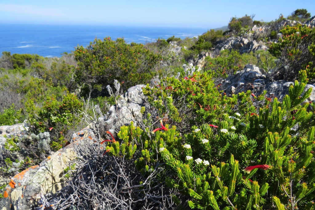 Crowned Eagle Research in KwaZulu-Natal: Fynbos Flora