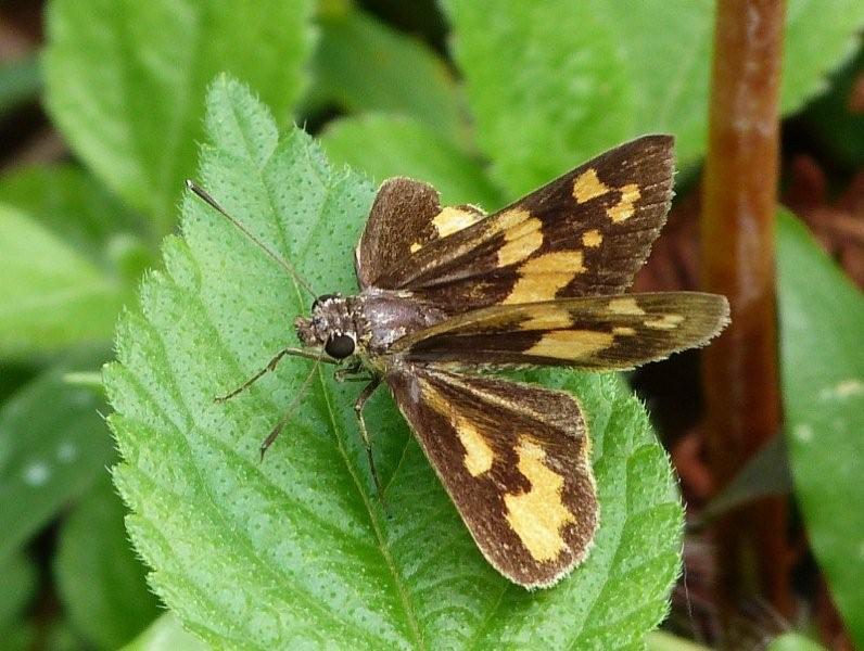 Show us your worldwide arachnids and insects. - Page 2 - Wildlife ...