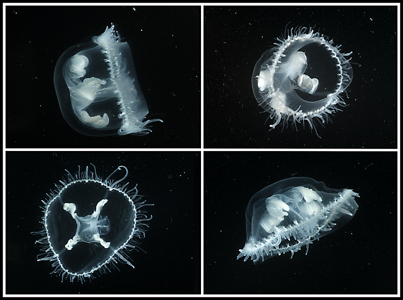 Info animales: HIDROZOOS