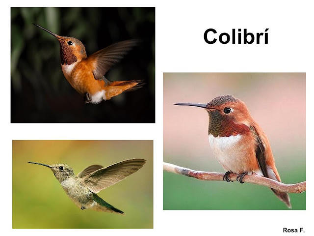 Vocabulario en imágenes. Maestra de Infantil y Primaria.: Pájaros y ...