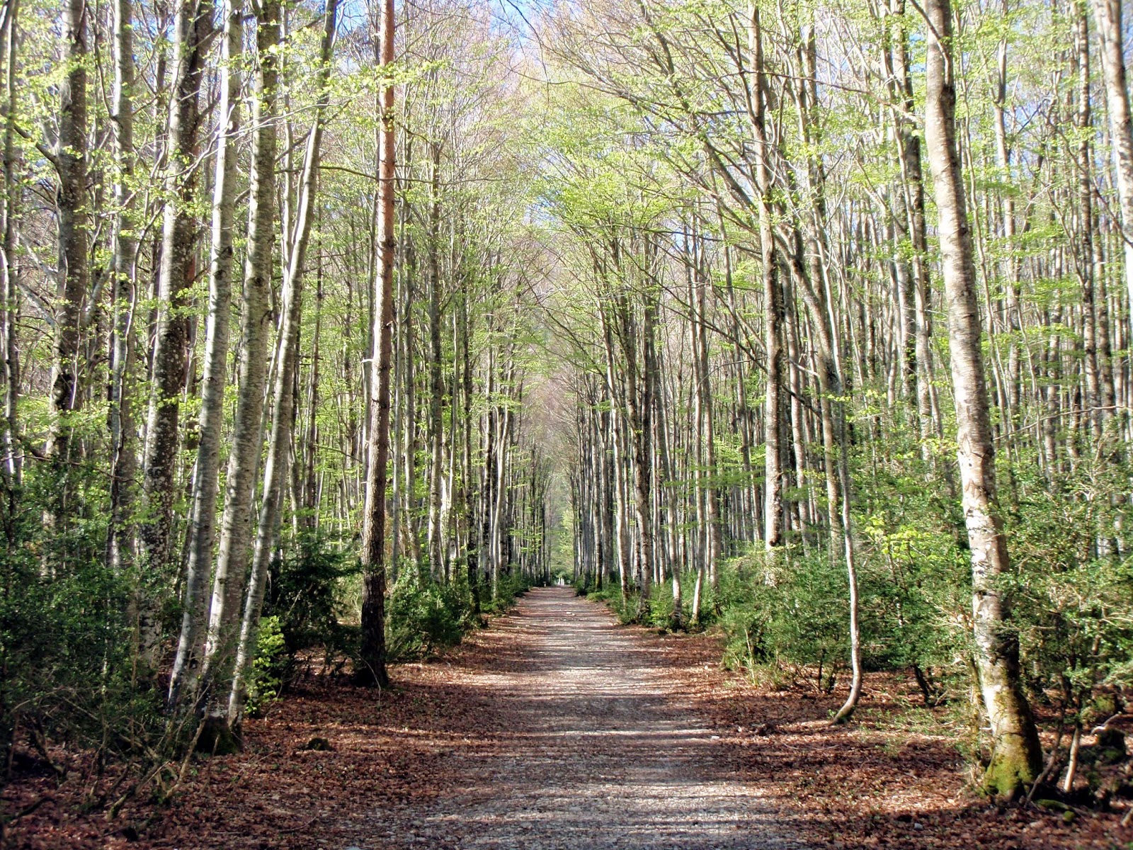 El bosque virgen de Aztaparreta
