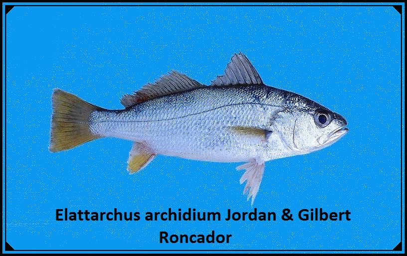 Caminantes del Desierto: LOS PECES EXTINTOS DE ANTOFAGASTA