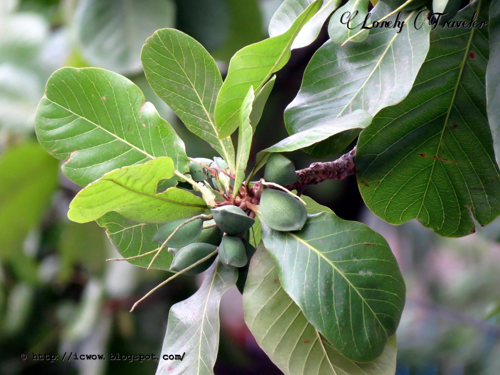 Kath Badam Ful (কাঠ বাদাম ফুল) - Terminalia catappa