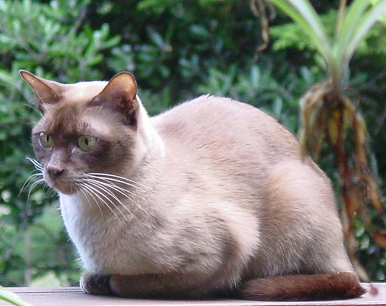 Brazilian Shorthair cat breed