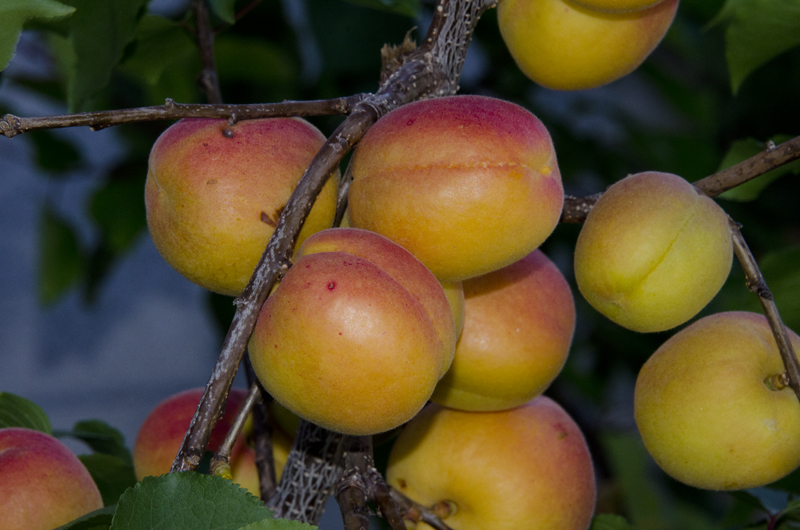 The Wayward Hawaiian: May 2013