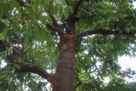 KAJIAN LUBAI: Kayu Kempas