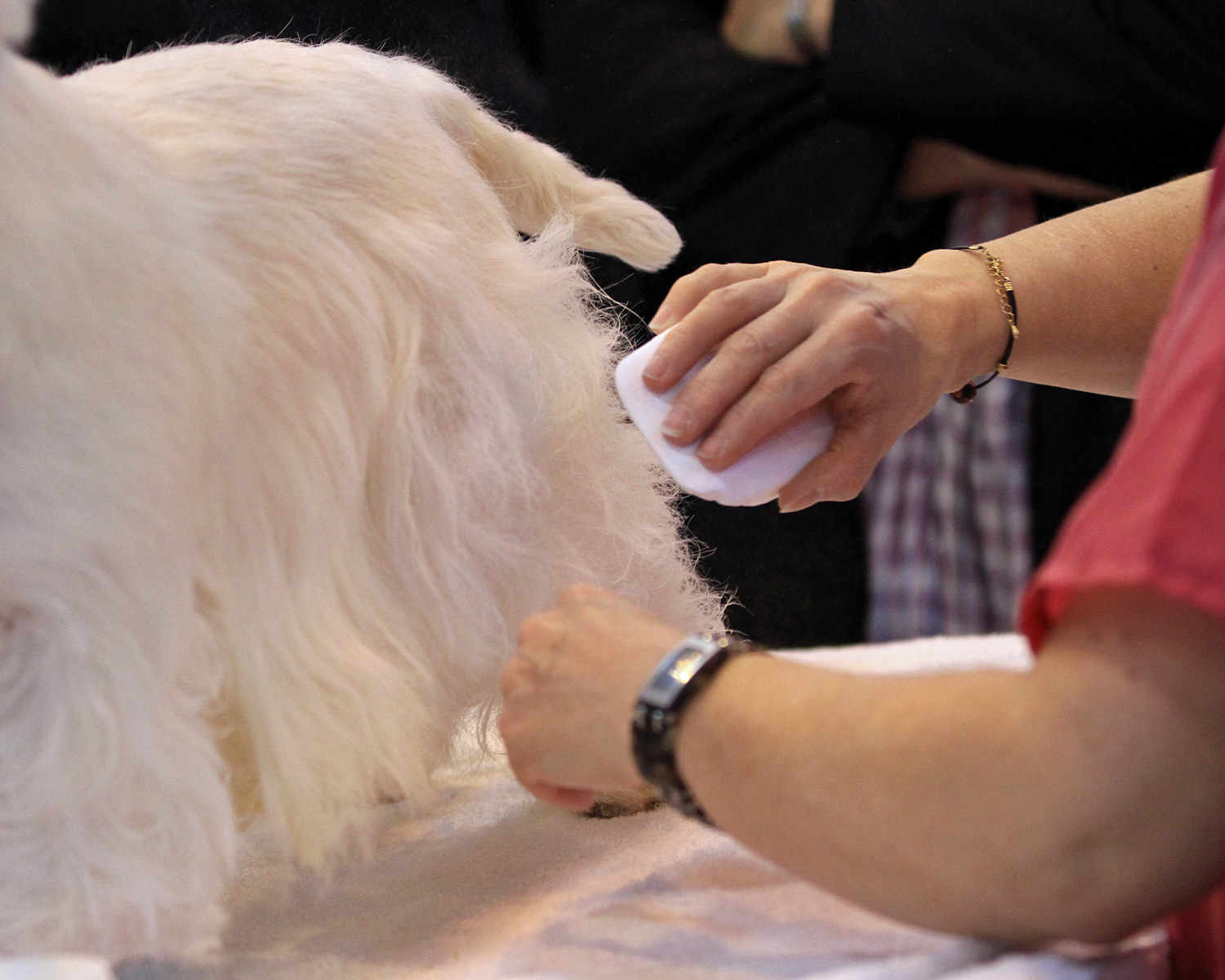 Pedigree Dogs Exposed - The Blog: Westies: how to make-up a champion
