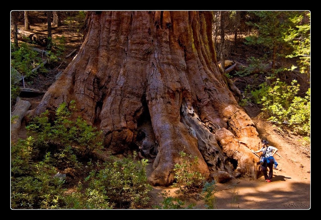 Tengase Presente: Los hermosos bosques de secuoyas gigantes en California