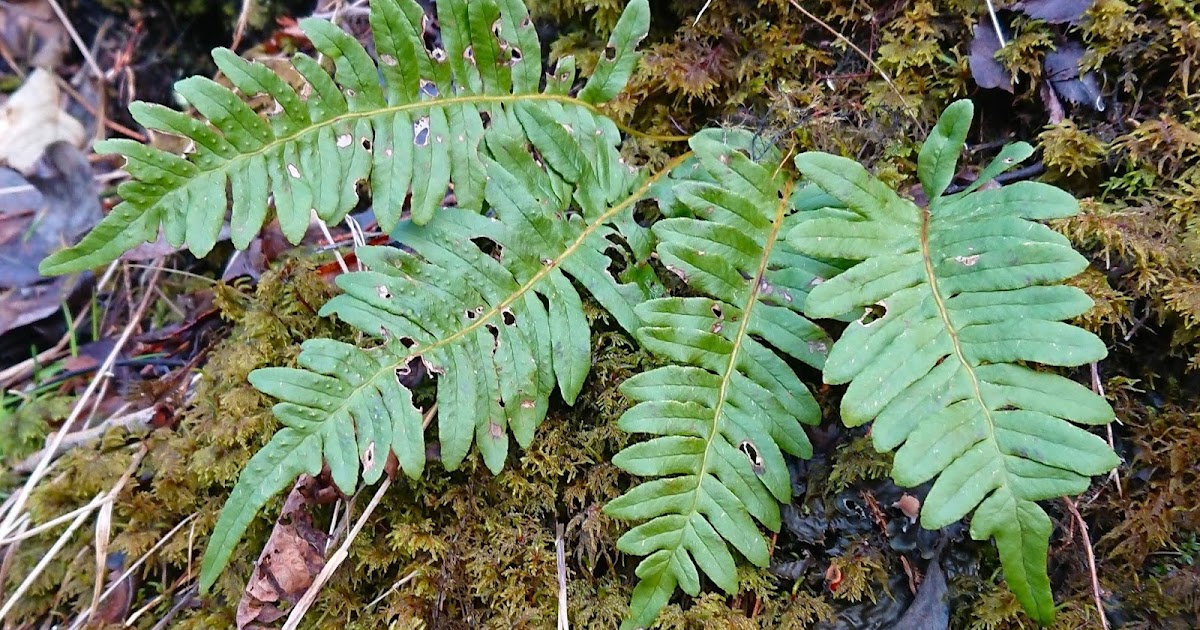 FFF: En bregne i skogen