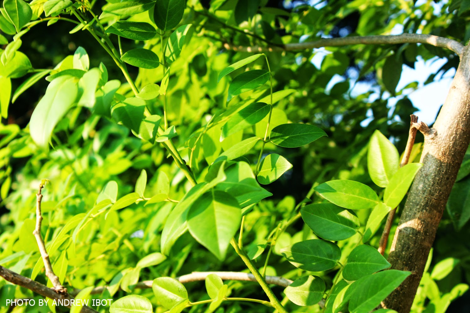 Ako si ANDREW IBOT!: Kakawate (Gliridia sepium (Jacg.) Steud)