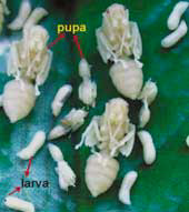 INTERAKSI ANTARA SEMUT DAN POHON PISANG