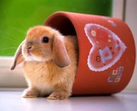 El blog de las MASCOTITAS: Como diferenciar conejos machos y hembras