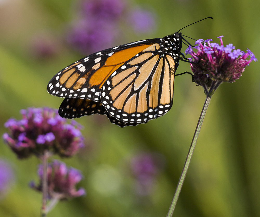 monarchfalter - Germany News Collections