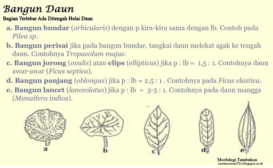 Bangun Daun (Circumscriptio) ~ Coretan Blog Resti