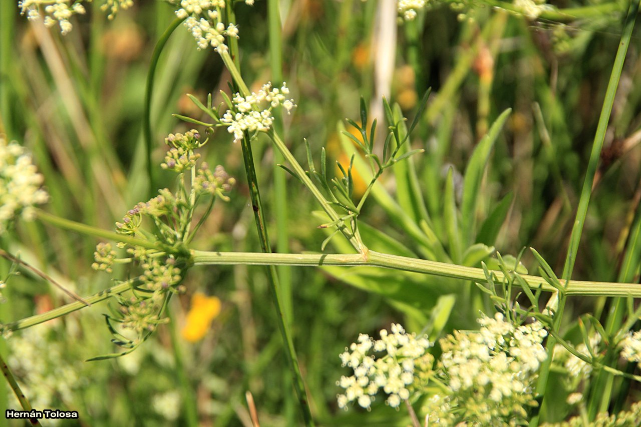 Flora Bonaerense: Apio cimarrón (Apium sellowianum)