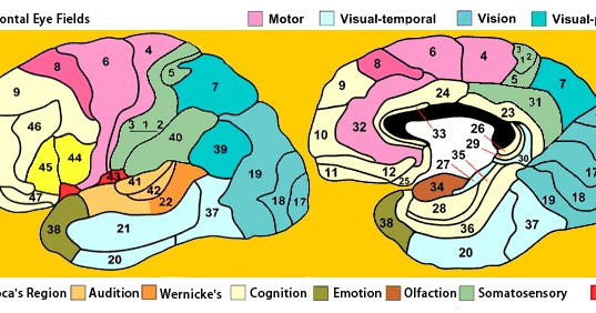 Brodmann's Areas of the Brain | IQbrainer