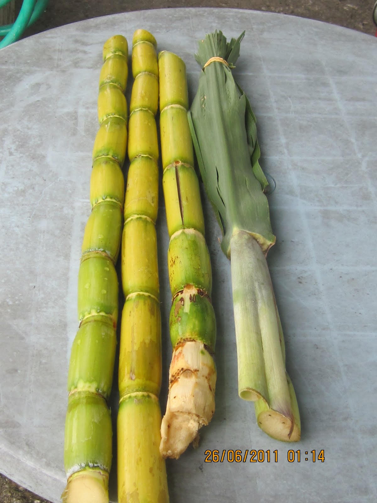 PEMBEKAL TEBU SEMENANJUNG: Proses seterusnya kita potongkan tebu tadi ...