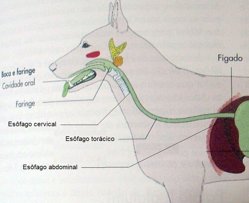Semiologia de Pequenos Animais - UNICENTRO: Semiologia do Sistema ...