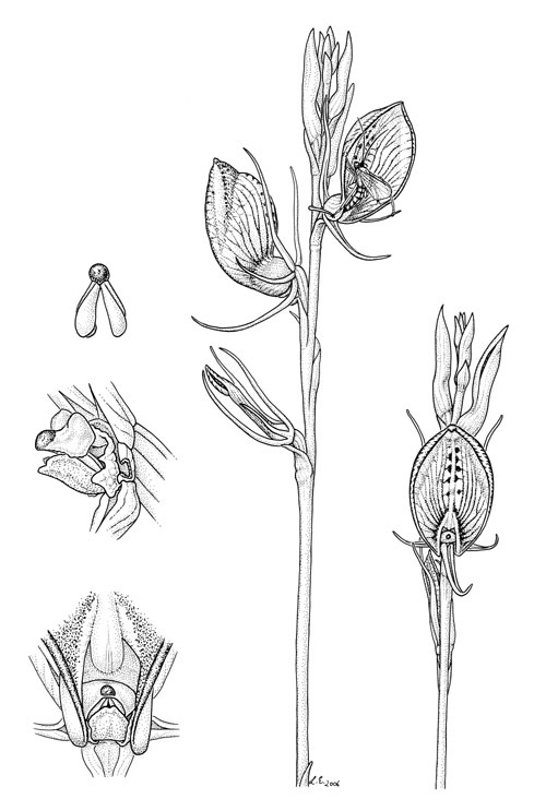The Nature of Robertson: Cryptostylis erecta (the Bonnet Orchid, or ...