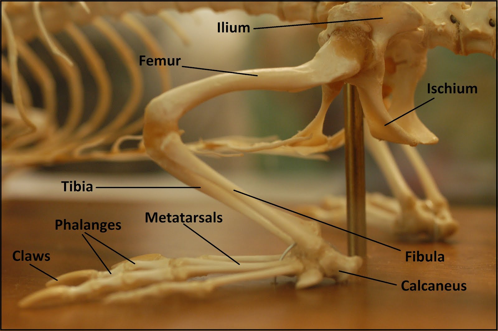 Biology of the Reptilia: Lab 3: Crocodylia (Michele and Brad)