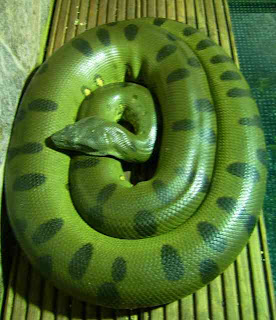 Green Anaconda - MY PETS