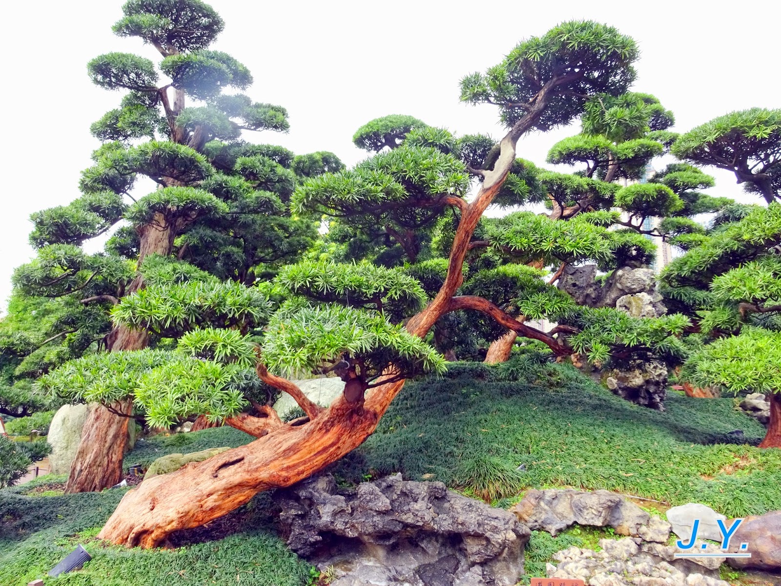 J. Y.: Buddhist Pine, Nan Lian Garden