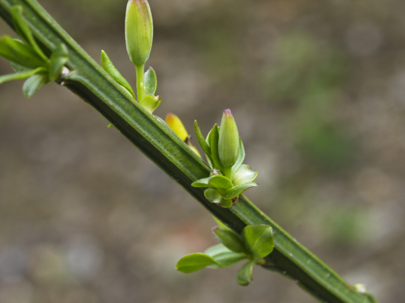 Paseos por la naturaleza: Cytisus scoparius. Retama negra.